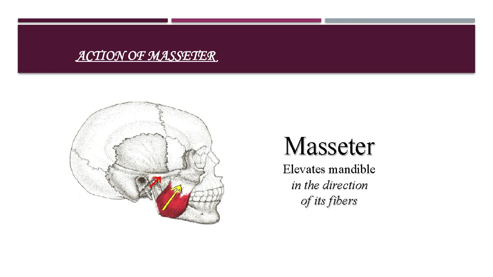 muscles of mastication presentation in relation to oral cavity | PPTX