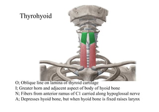 Muscles of mastication | PDF