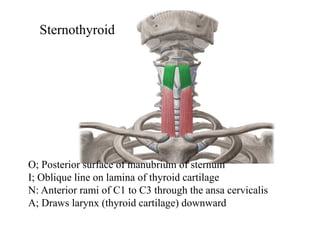 Muscles of mastication | PPT