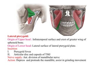 Muscles of mastication | PDF