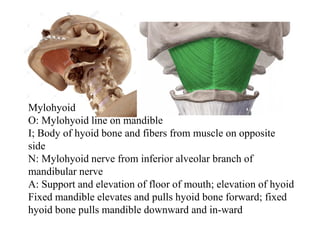 Muscles of mastication | PPT