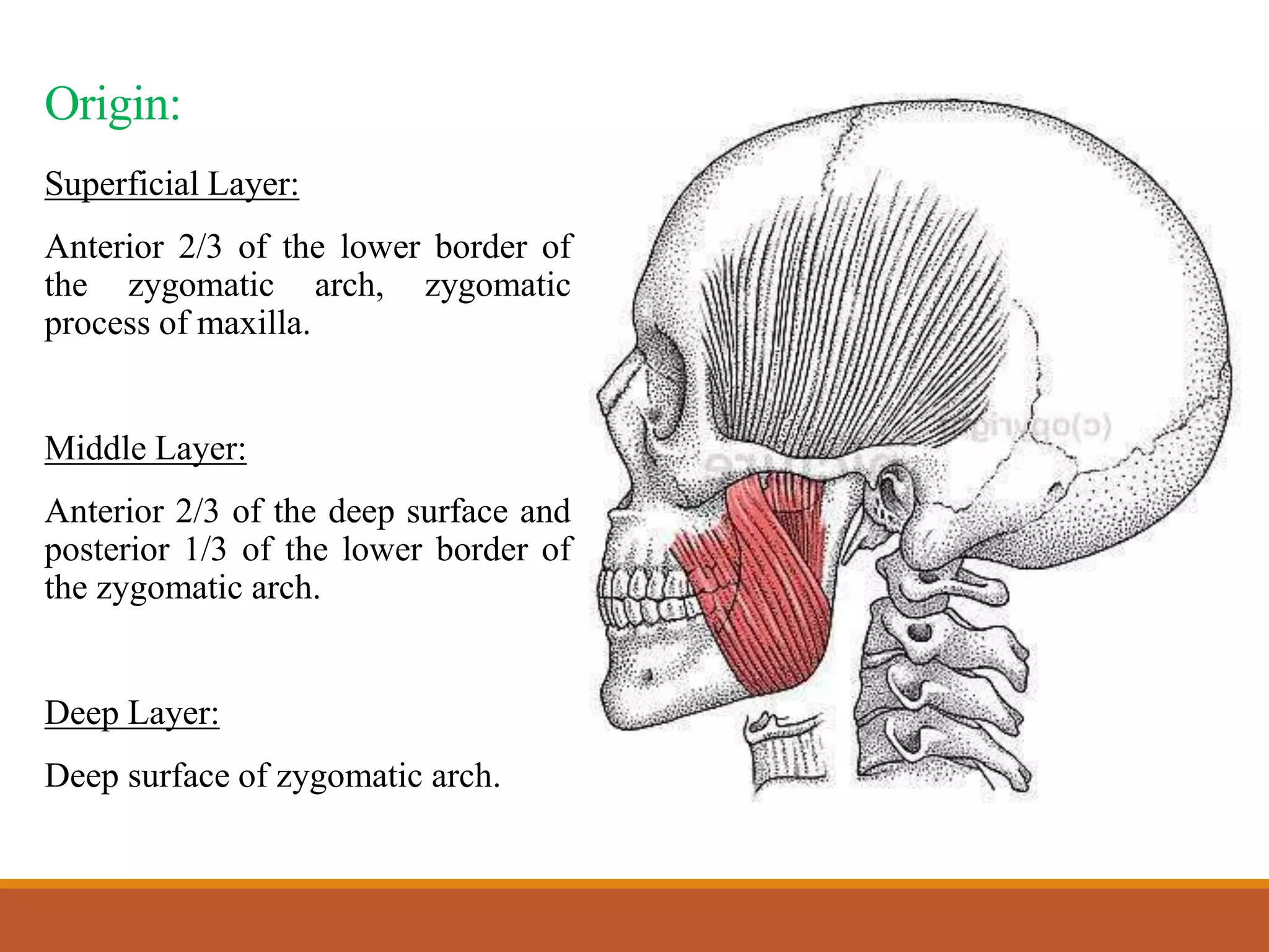 Muscles of Mastication | PPTX
