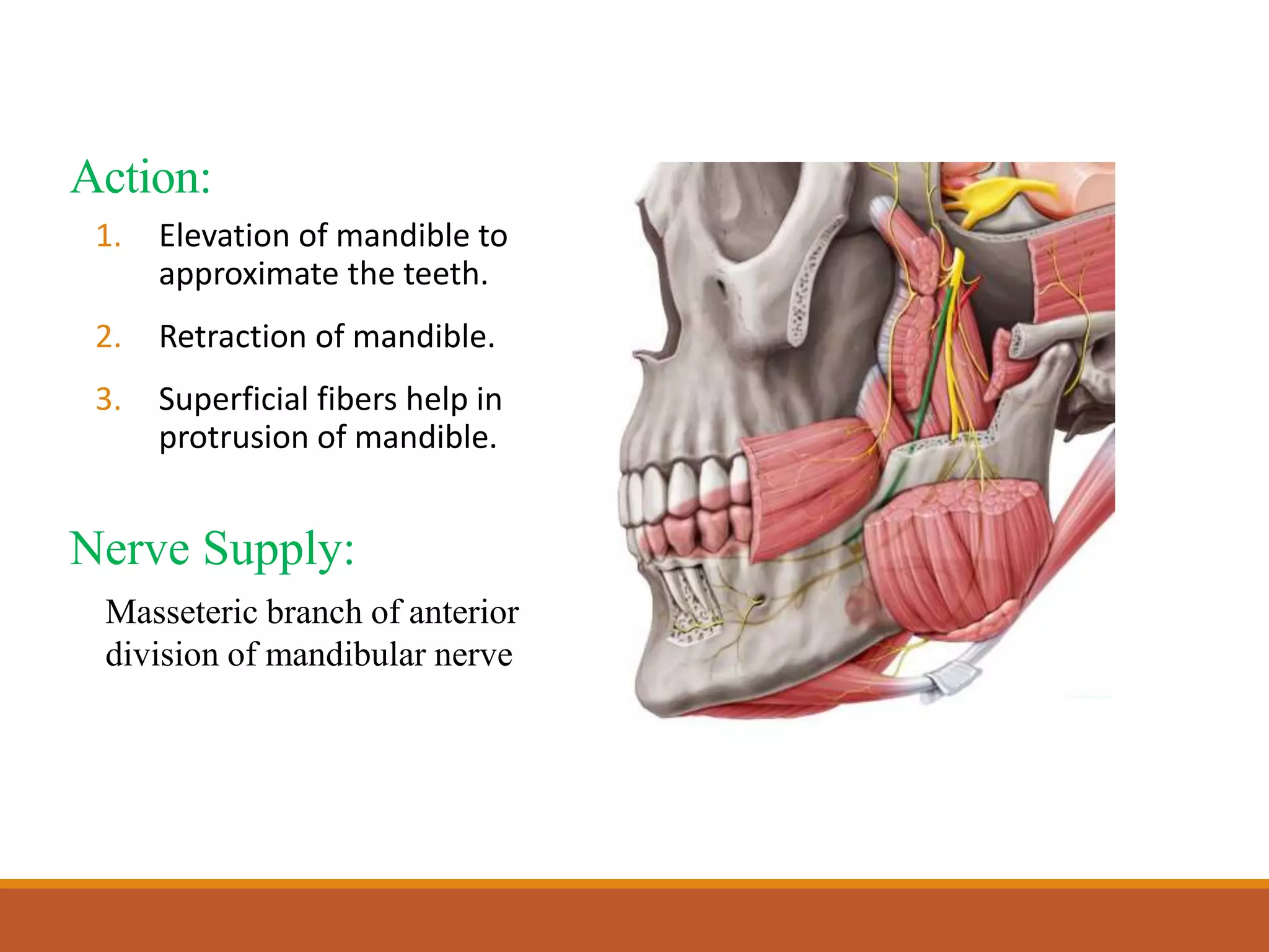 Muscles of Mastication | PPTX