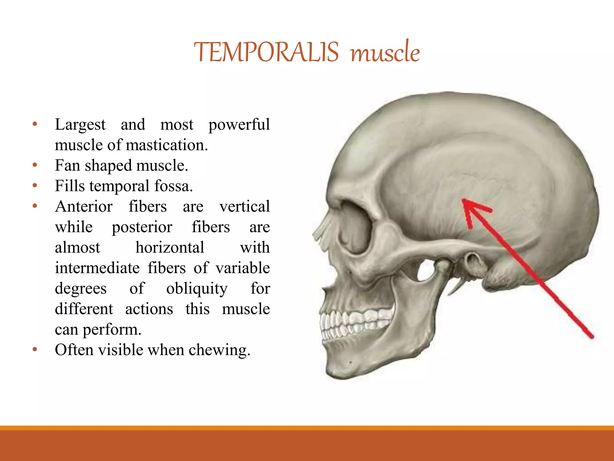 Muscles of Mastication | PPTX