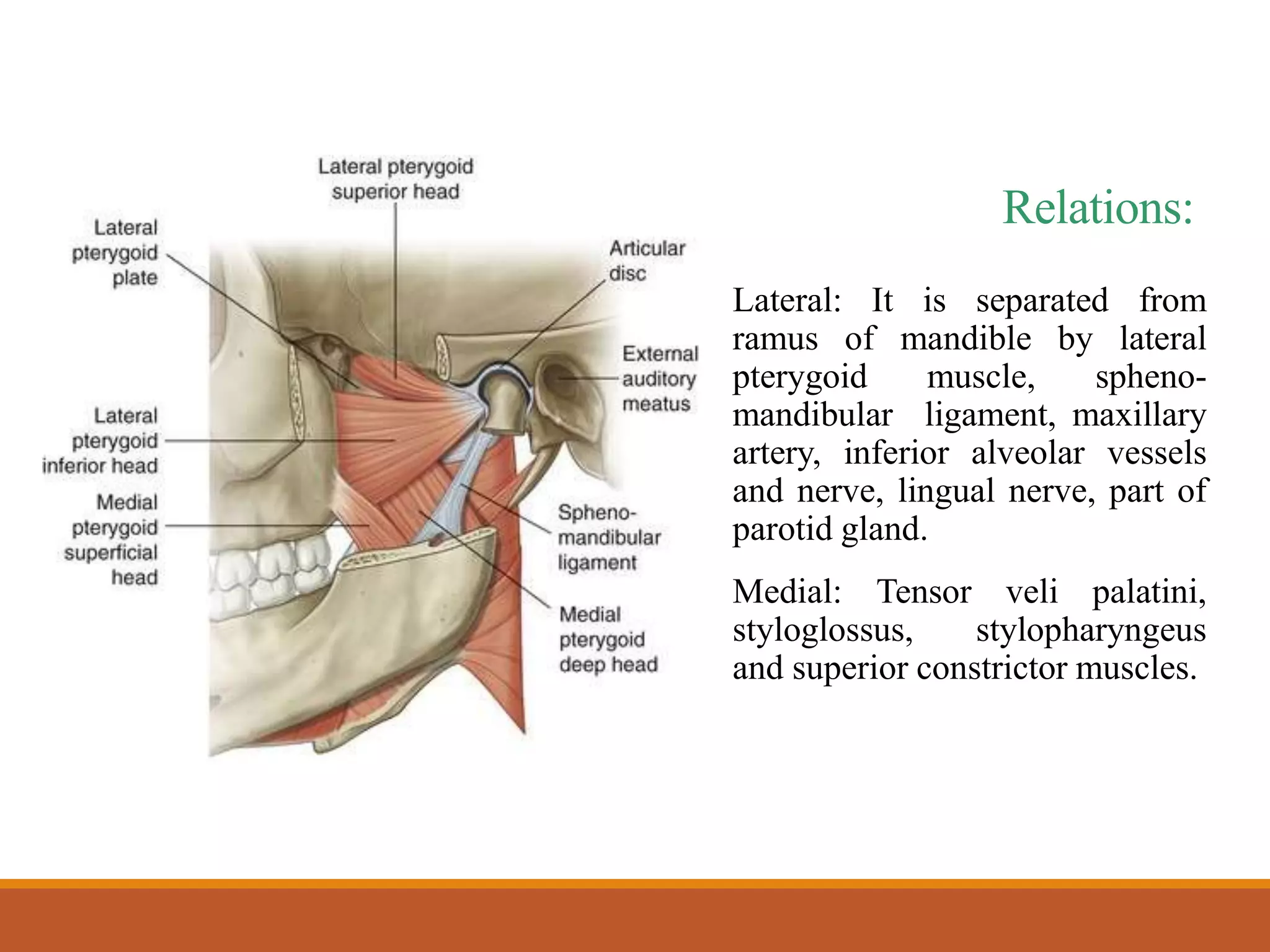 Muscles of Mastication | PPTX