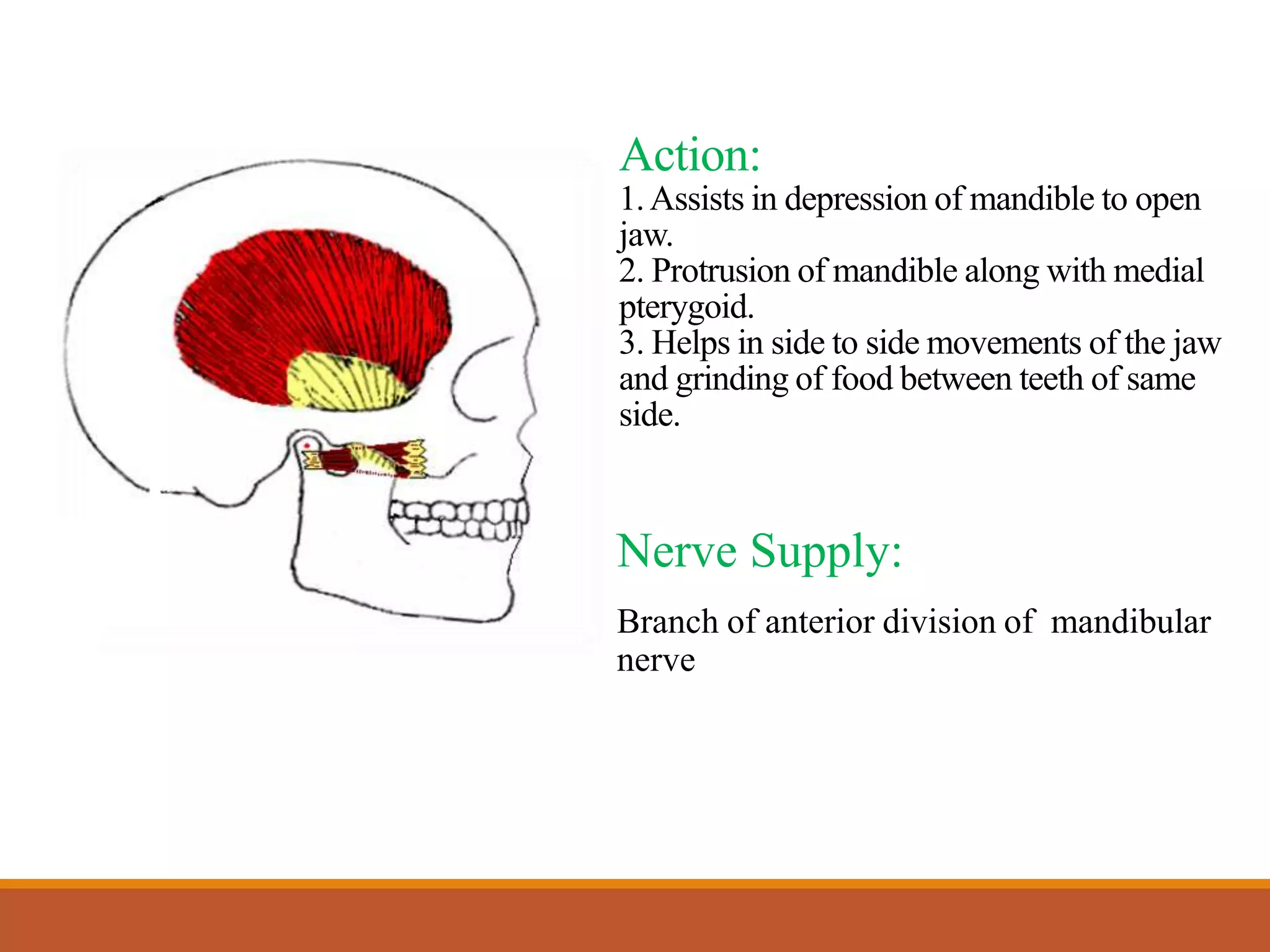 Muscles of Mastication | PPTX