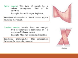 Muscles of Mastication | PPTX