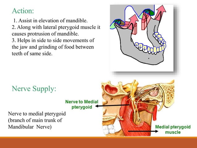 Muscles of Mastication | PPTX