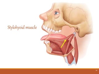 Muscles of Mastication | PPTX