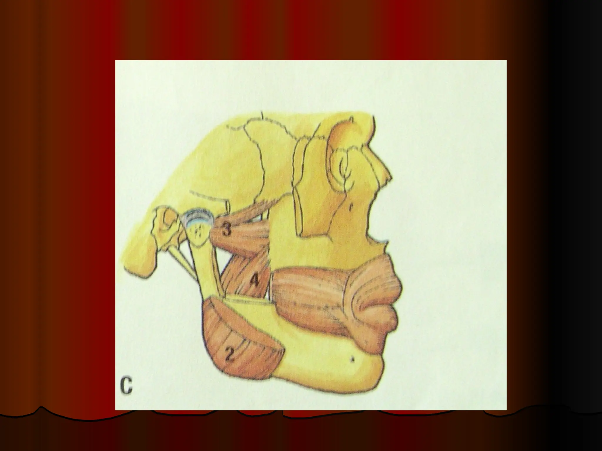 muscles of mastication of jaw and its disorders.ppt