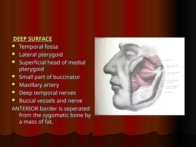 muscles of mastication of jaw and its disorders.ppt