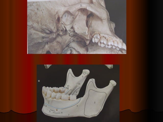 muscles of mastication of jaw and its disorders.ppt