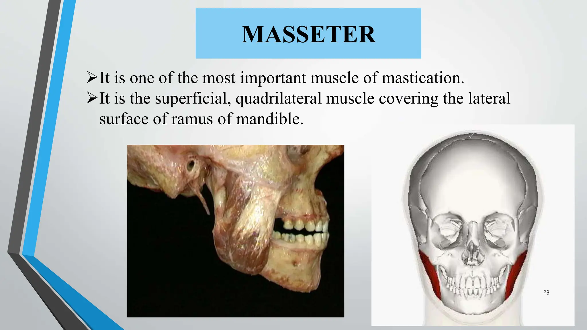 Muscles of mastication FINAL (1).pptx and it's anatomy | PPT