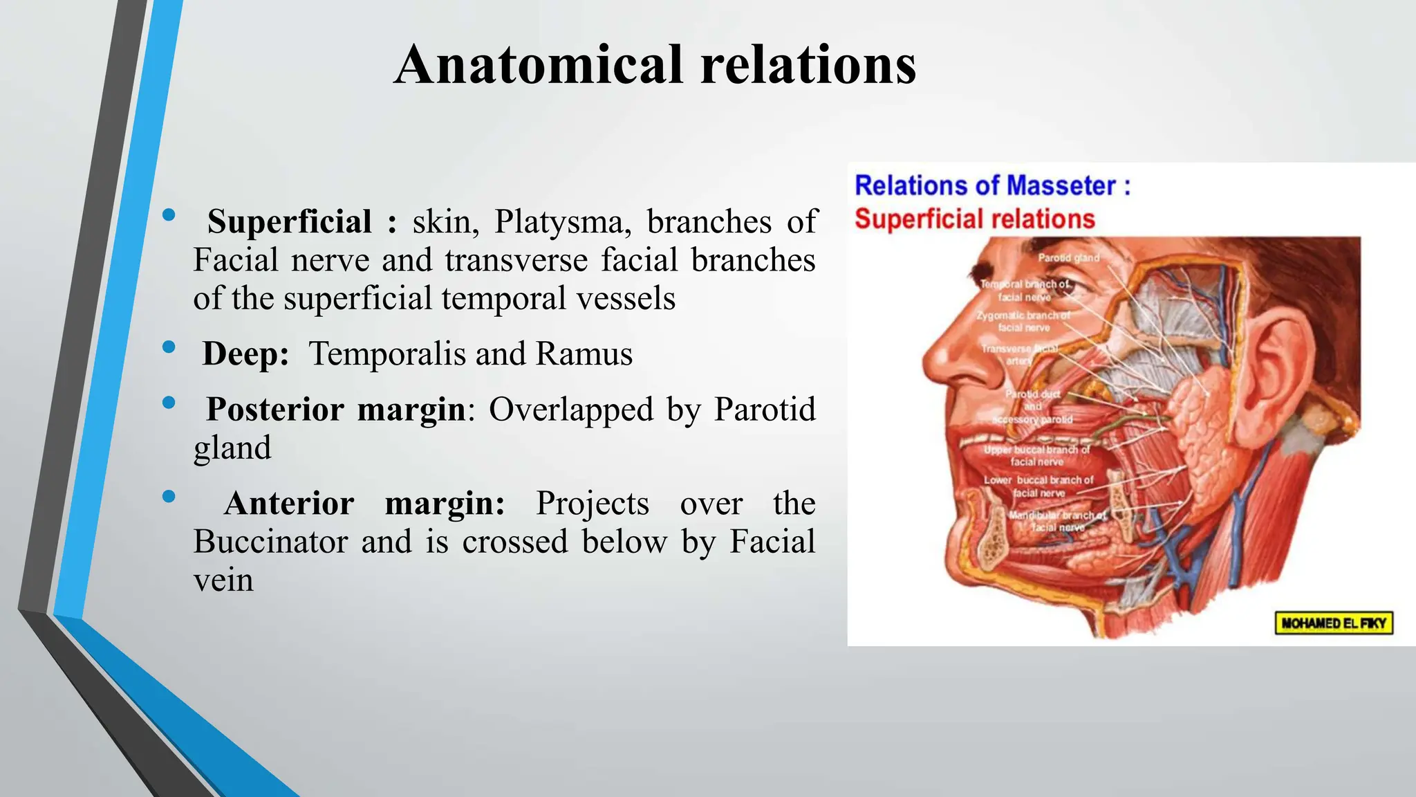 Muscles of mastication FINAL (1).pptx and it's anatomy | PPT