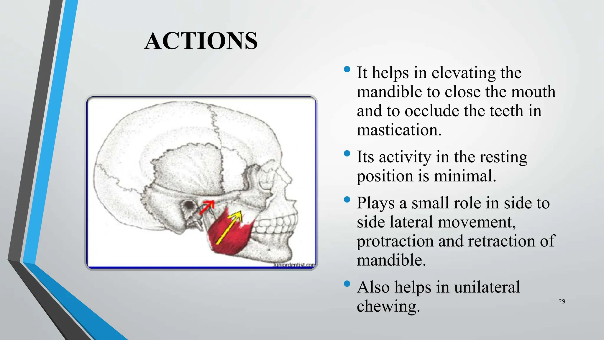 Muscles of mastication FINAL (1).pptx and it's anatomy | PPT