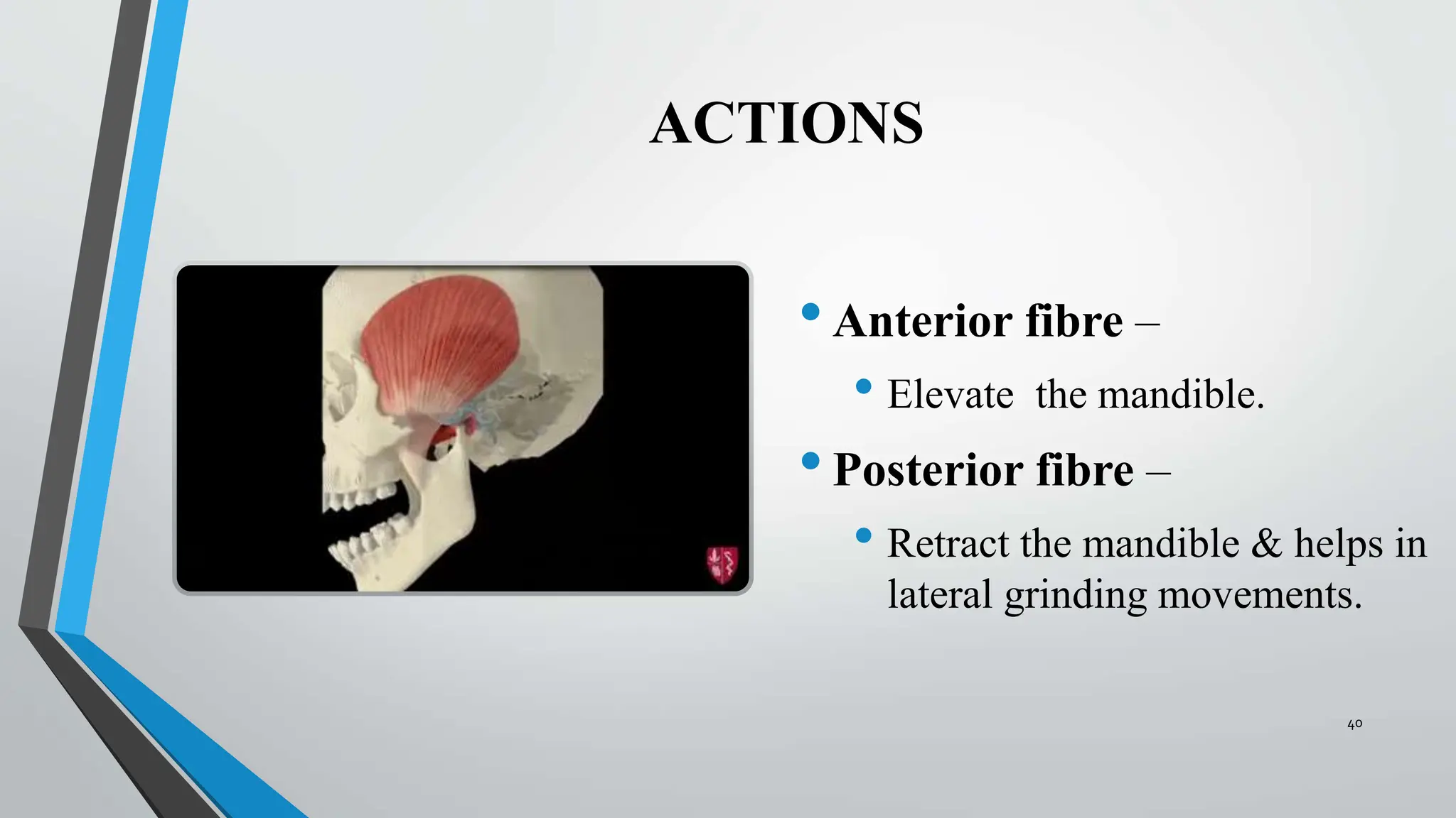 Muscles of mastication FINAL (1).pptx and it's anatomy | PPT