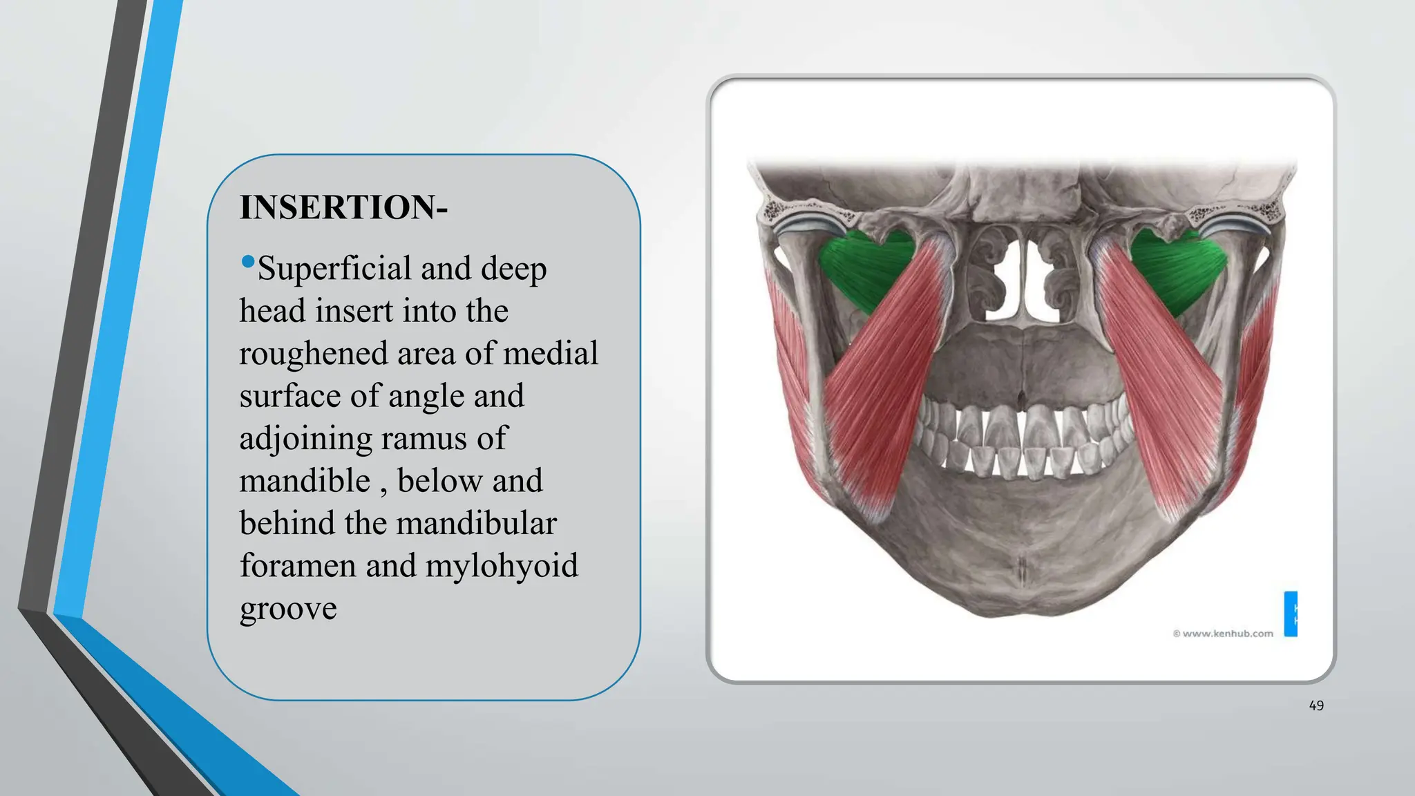 Muscles of mastication FINAL (1).pptx and it's anatomy | PPT