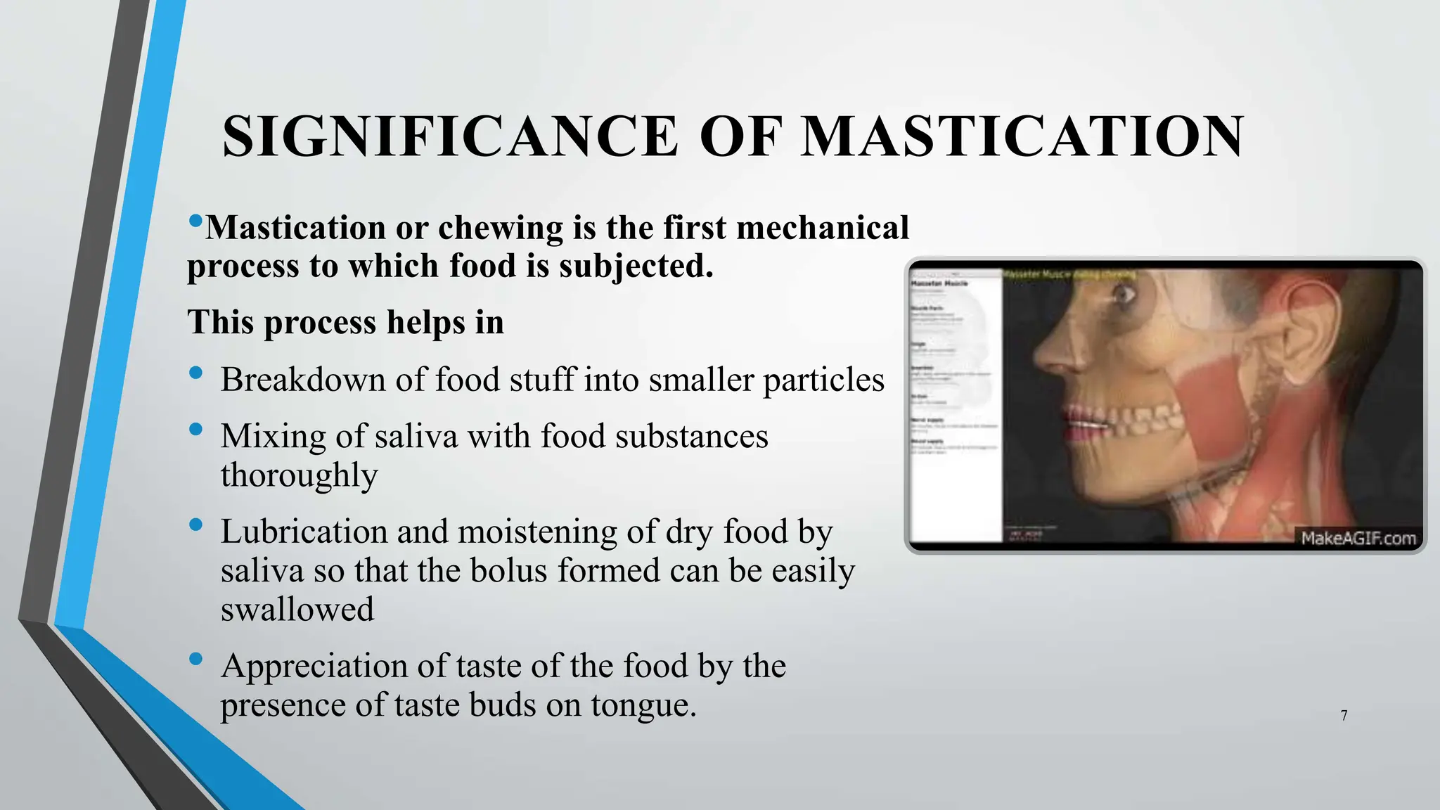 Muscles of mastication FINAL (1).pptx and it's anatomy | PPT