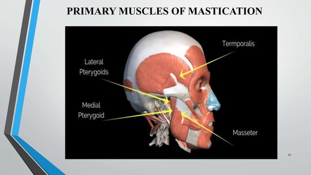 Muscles of mastication FINAL (1).pptx and it's anatomy | PPT
