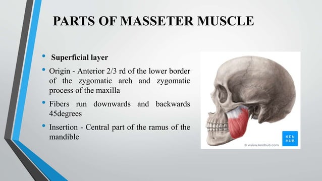 Muscles of mastication FINAL (1).pptx and it's anatomy | PPT