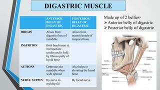 Muscles of mastication FINAL (1).pptx and it's anatomy | PPTX