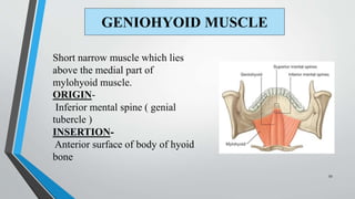 Muscles of mastication FINAL (1).pptx and it's anatomy | PPTX