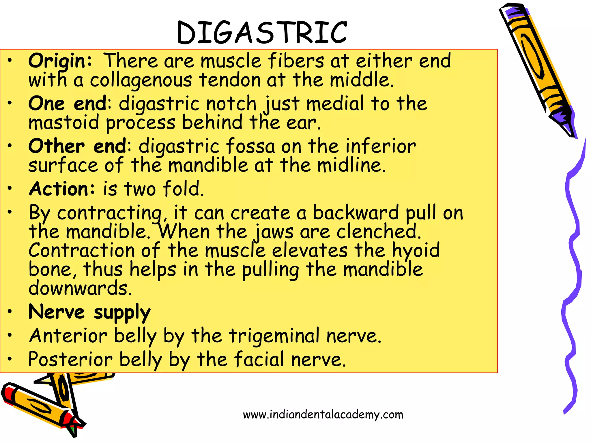 Muscles of mastication[part 1]/ oral surgery courses | PPT