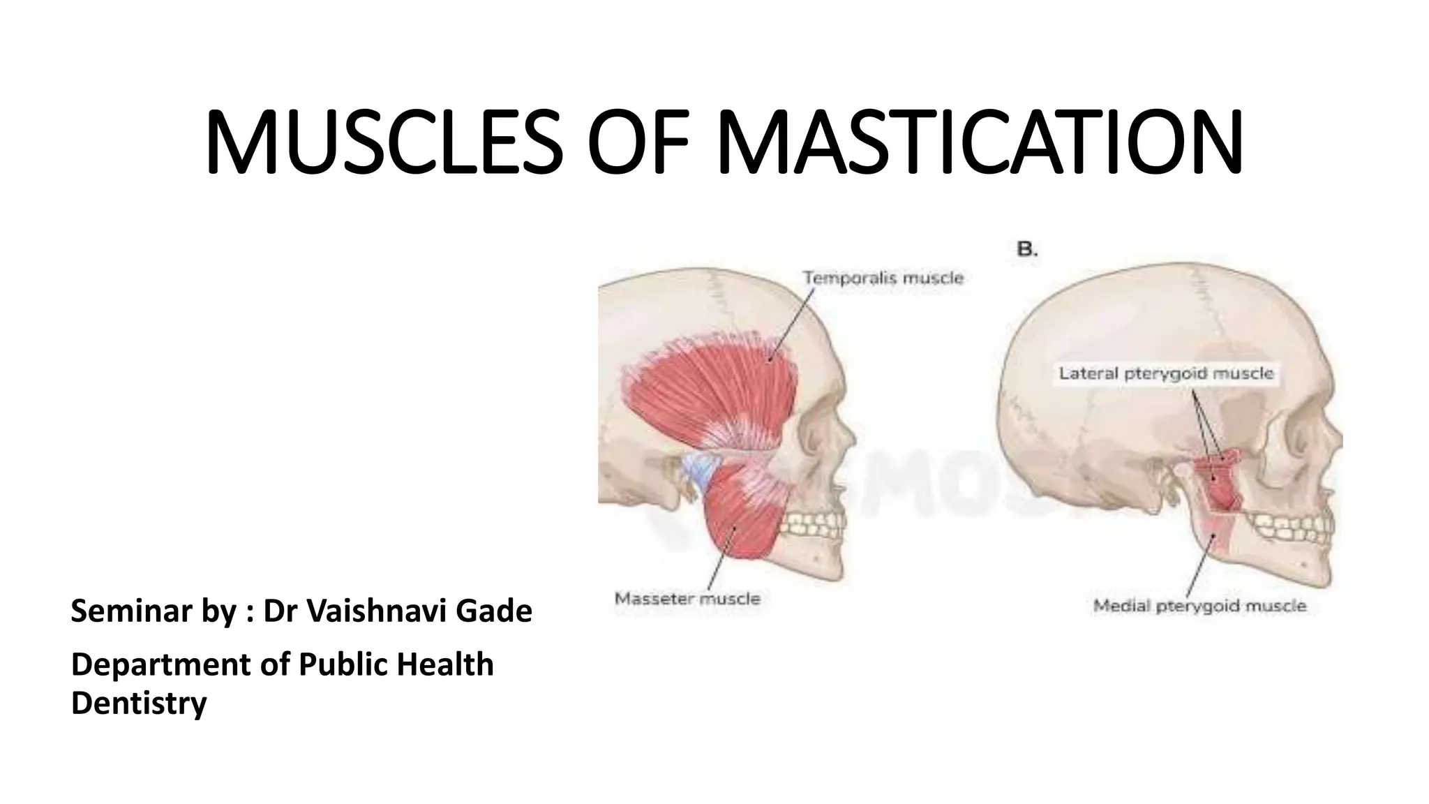 MUSCLES OF MASTICATION and chewing cycle | PPTX