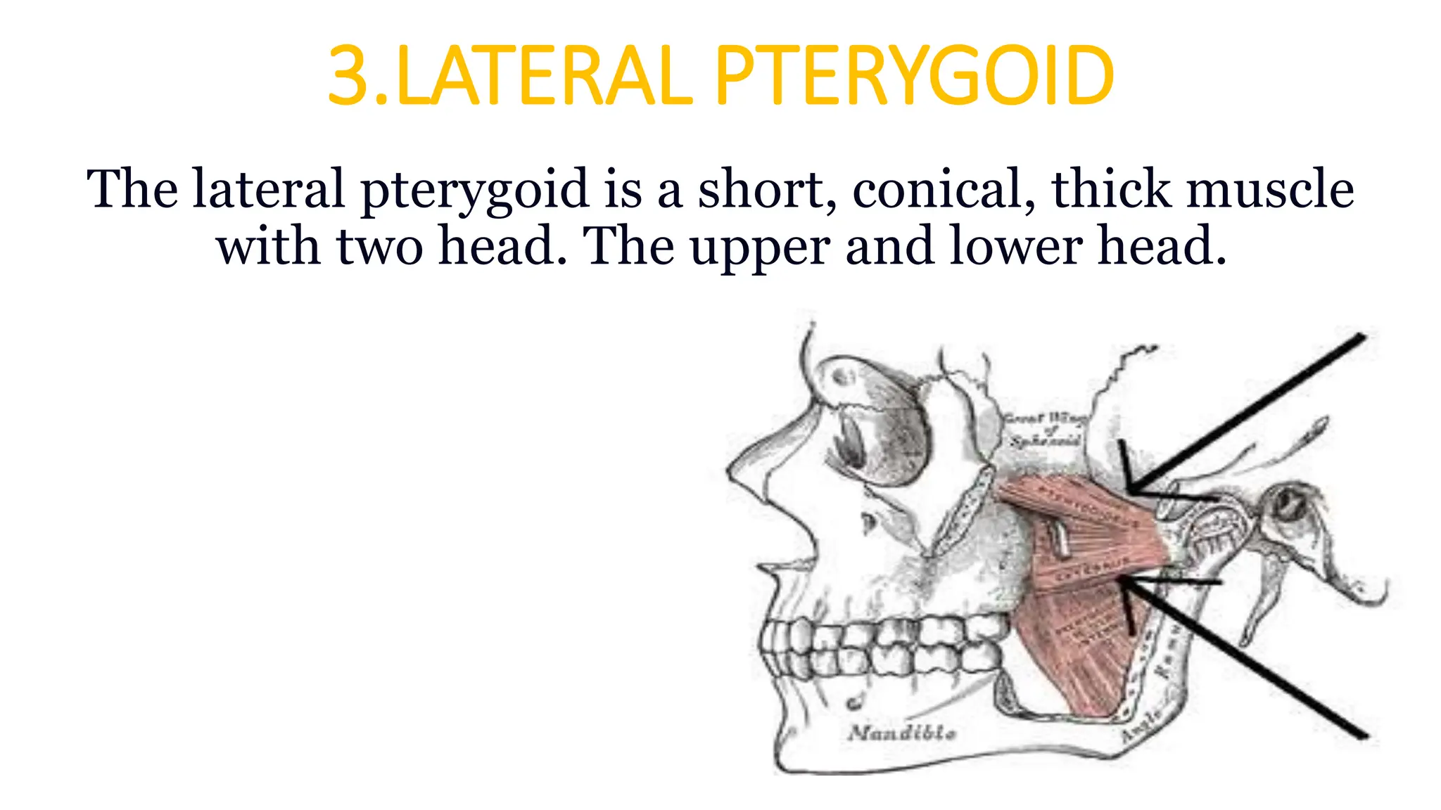 MUSCLES OF MASTICATION and chewing cycle | PPTX | Death, Injury, or ...