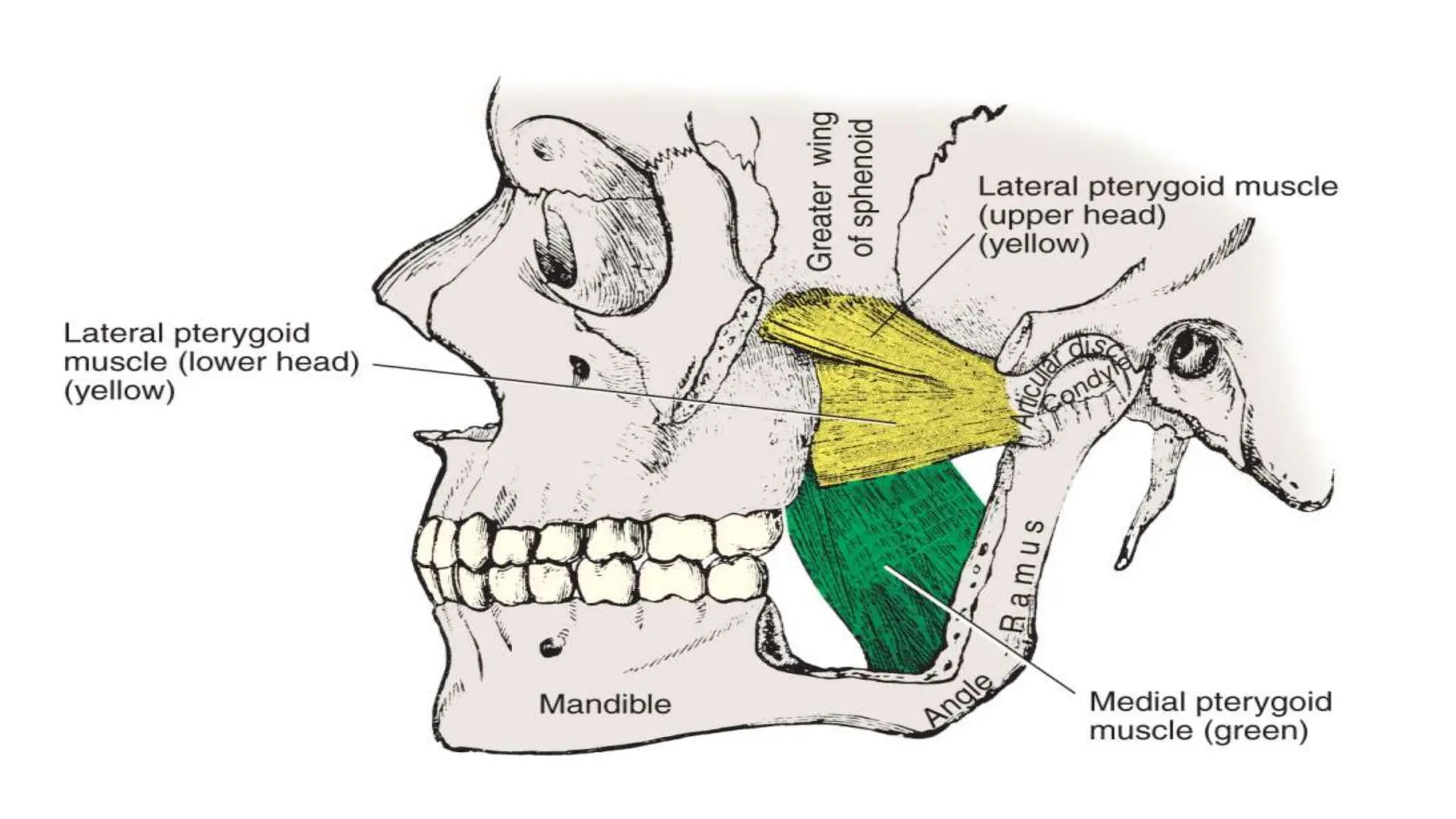 MUSCLES OF MASTICATION and chewing cycle | PPTX