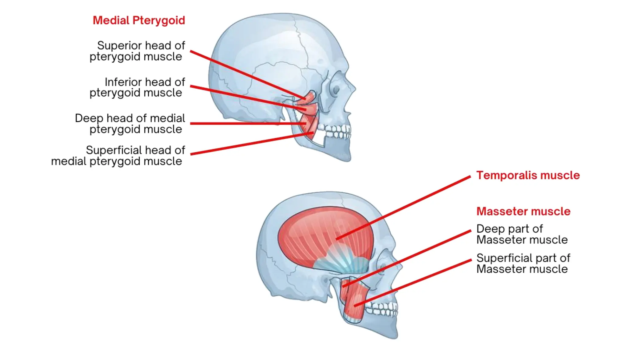 MUSCLES OF MASTICATION and chewing cycle | PPTX | Death, Injury, or ...