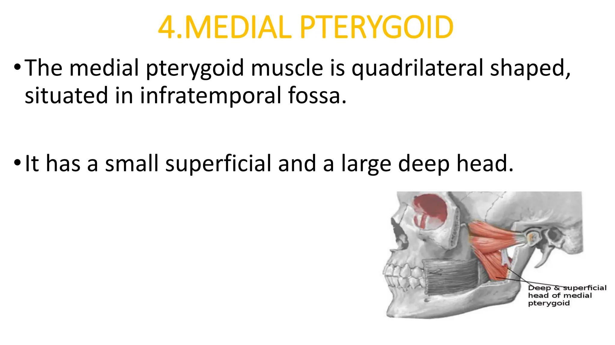 MUSCLES OF MASTICATION and chewing cycle | PPTX