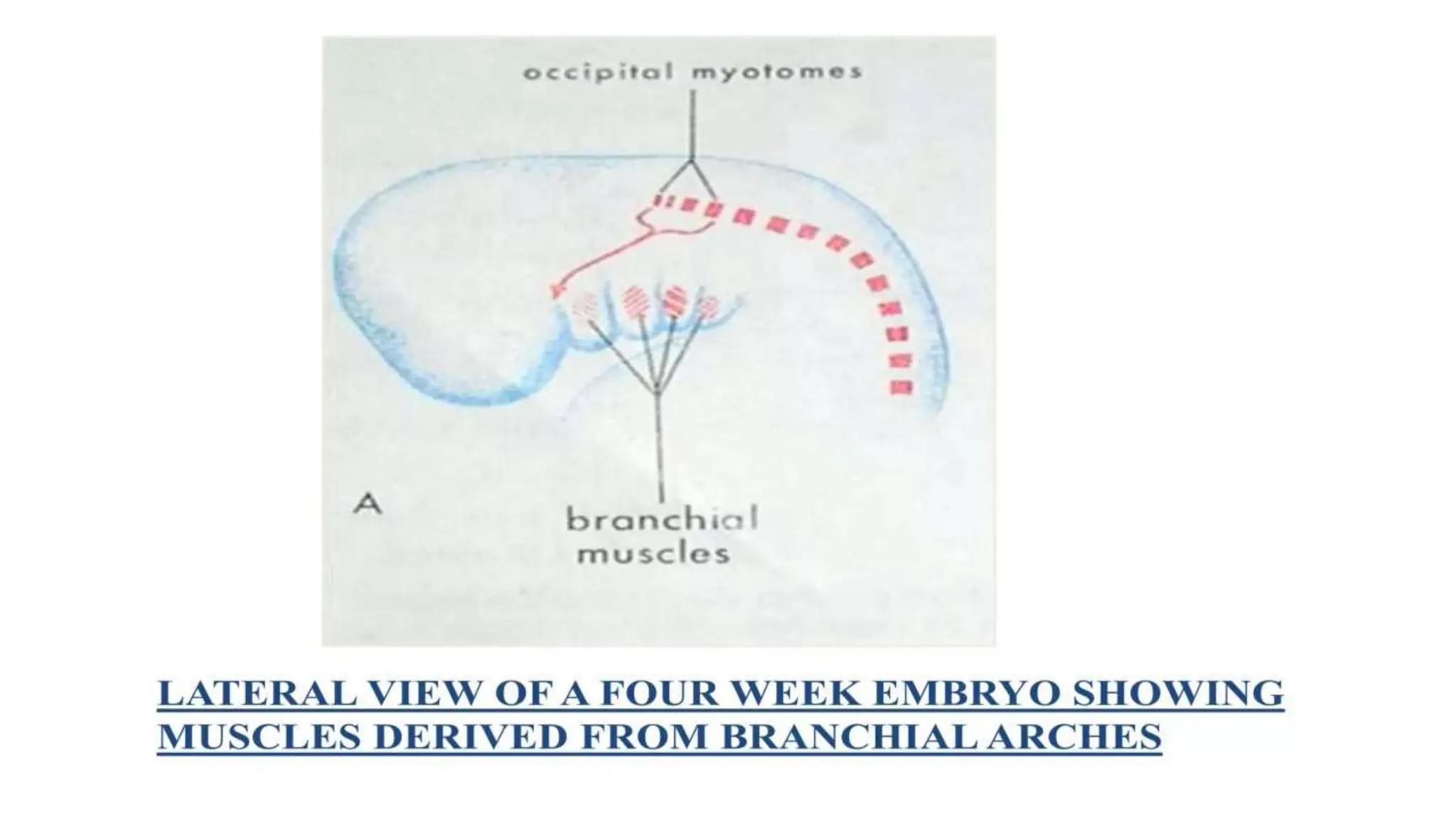 MUSCLES OF MASTICATION and chewing cycle | PPTX | Death, Injury, or ...
