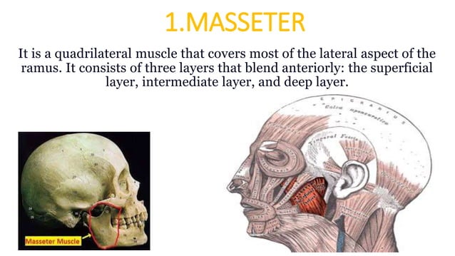 MUSCLES OF MASTICATION and chewing cycle | PPTX | Death, Injury, or ...