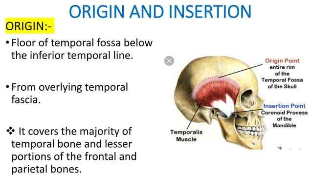 MUSCLES OF MASTICATION and chewing cycle | PPTX | Death, Injury, or ...