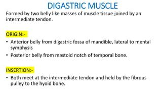 MUSCLES OF MASTICATION and chewing cycle | PPTX