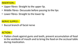 MUSCLES OF MASTICATION and chewing cycle | PPTX