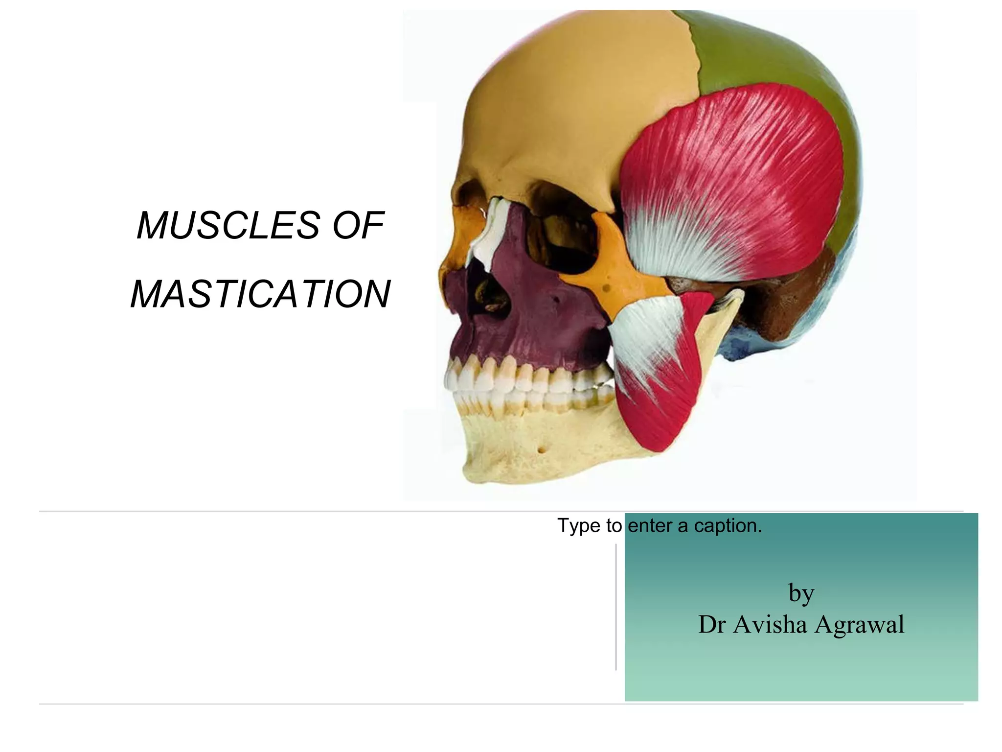 Muscles of mastication powerpoint | PPTX