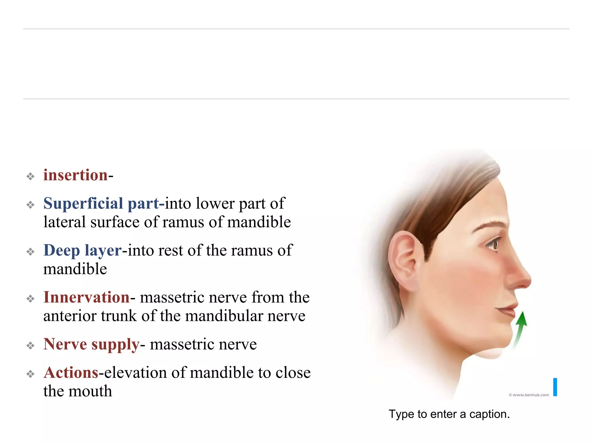 Muscles of mastication powerpoint | PPTX