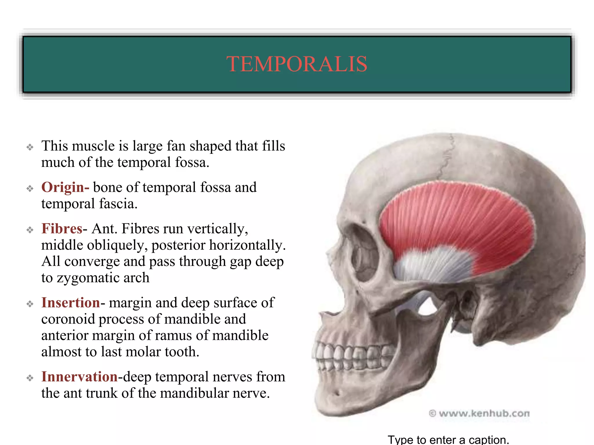 Muscles of mastication powerpoint | PPTX