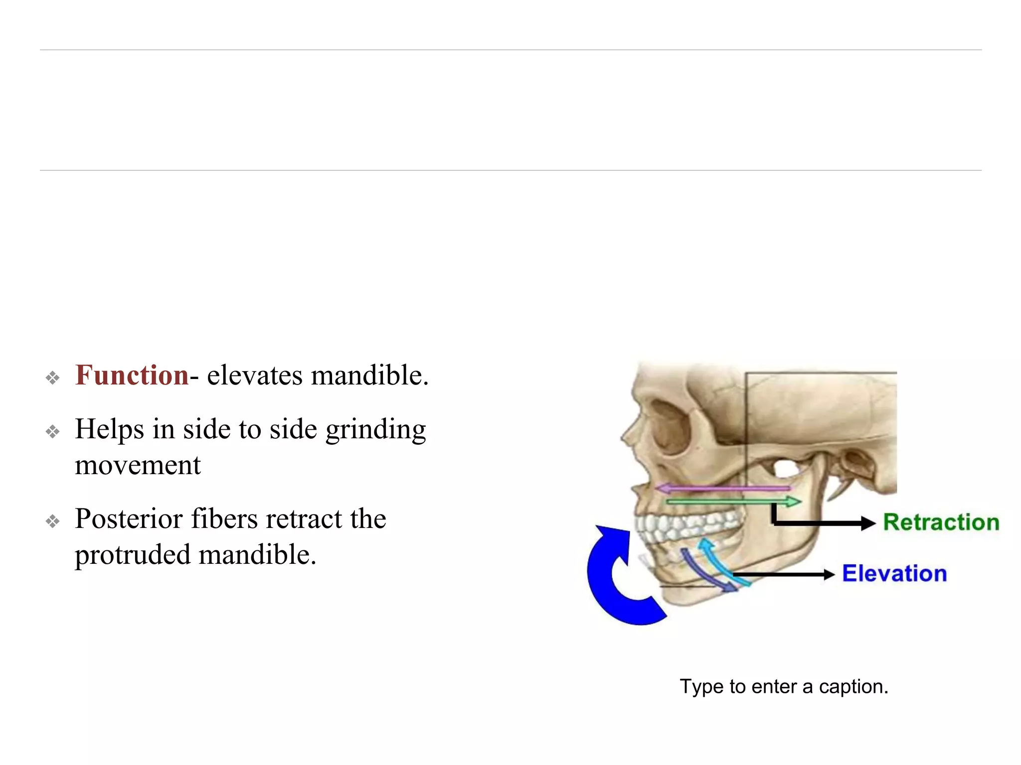 Muscles of mastication powerpoint | PPTX