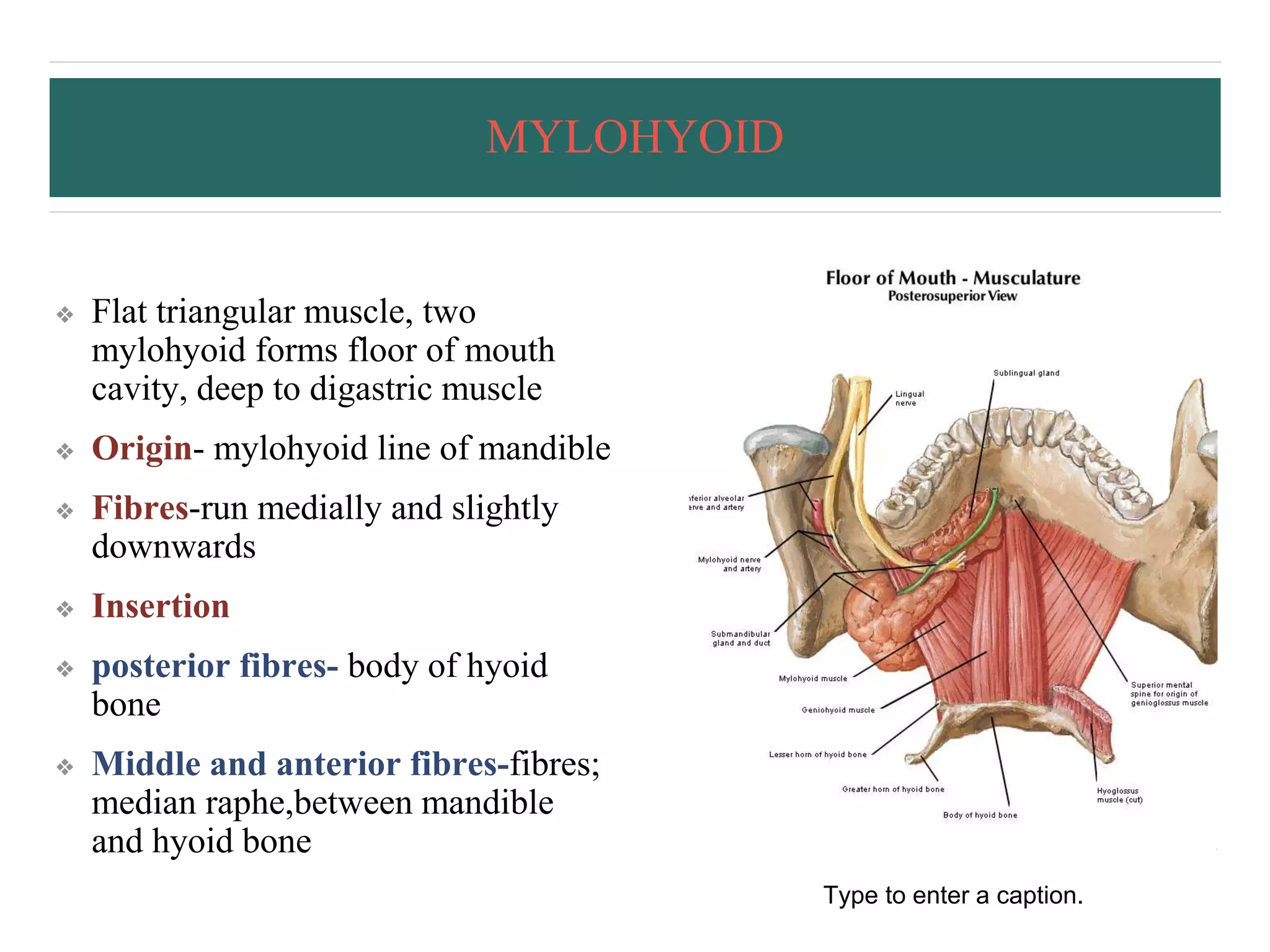 Muscles of mastication powerpoint | PPTX