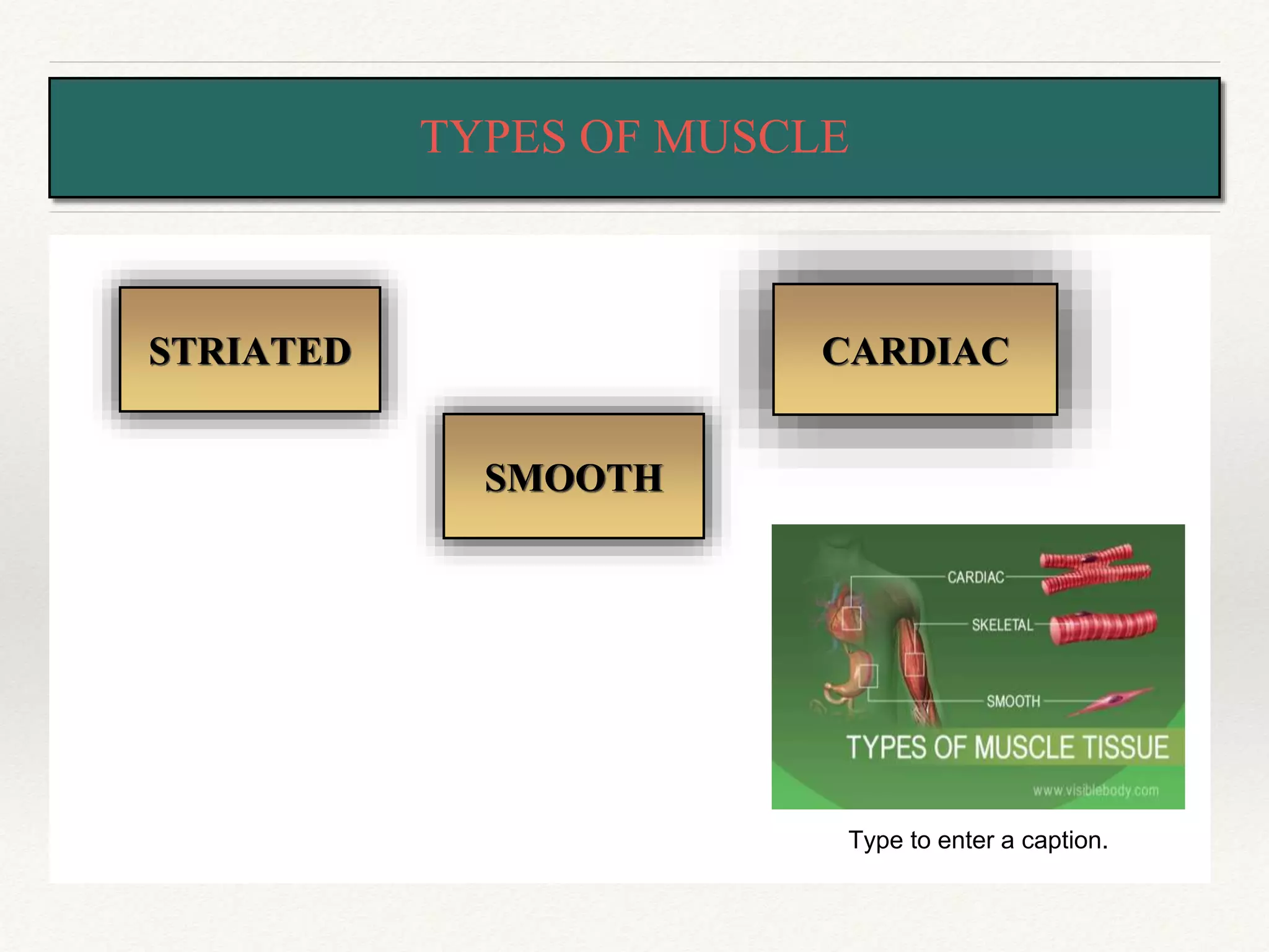 Muscles of mastication powerpoint | PPTX