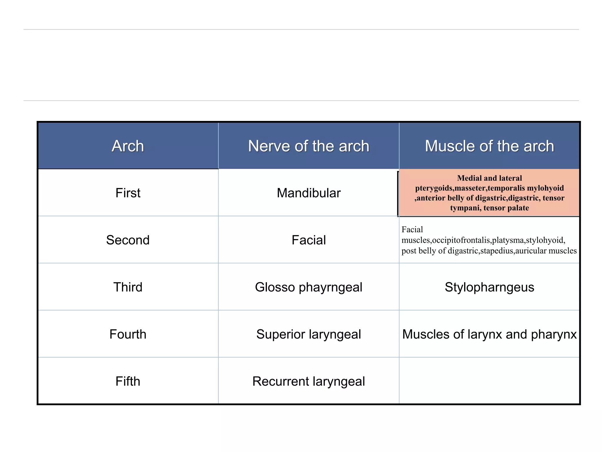 Muscles of mastication powerpoint | PPTX