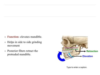 Muscles of mastication powerpoint | PPTX