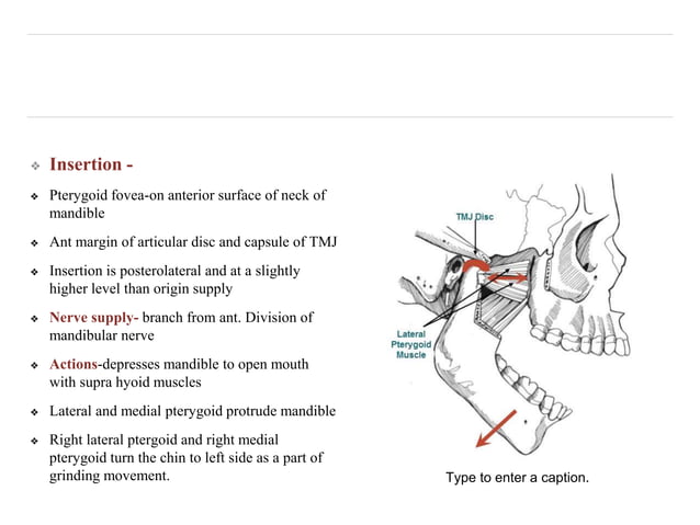 Muscles of mastication powerpoint | PPTX | Bodybuilding | Sports
