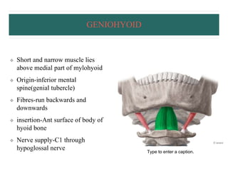 Muscles of mastication powerpoint | PPTX