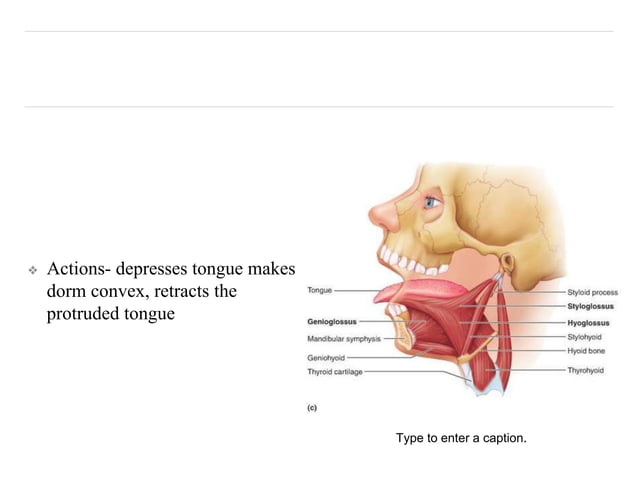 Muscles of mastication powerpoint | PPTX | Bodybuilding | Sports
