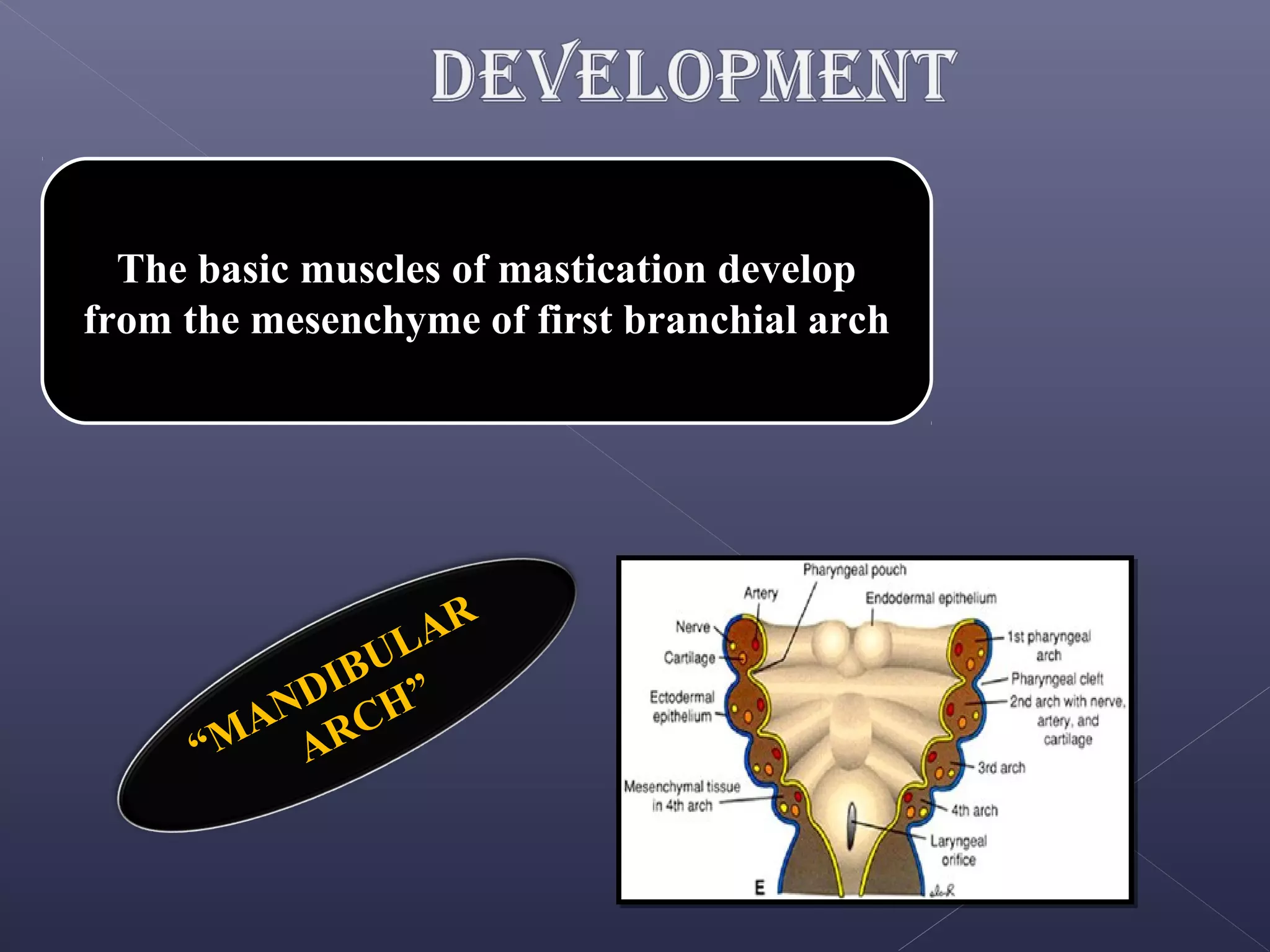 Muscles of mastication ppt | PPT
