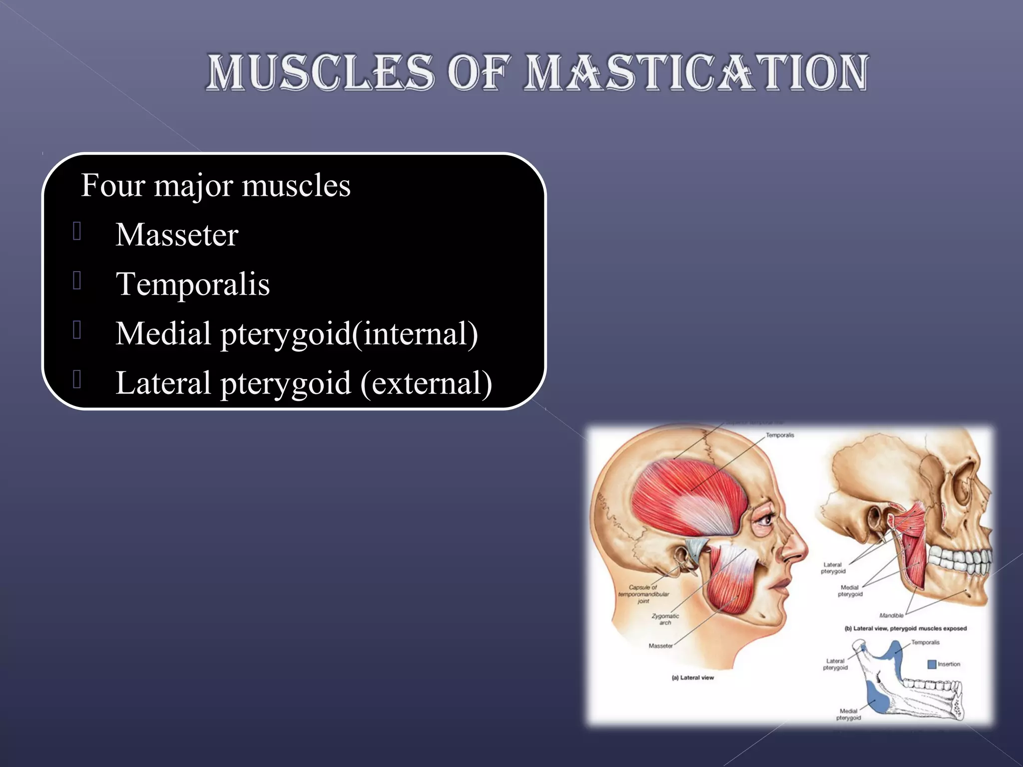 Muscles of mastication ppt | PPT